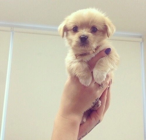 Realy cute | Crazybeauty F.'s Photo | Beautylish