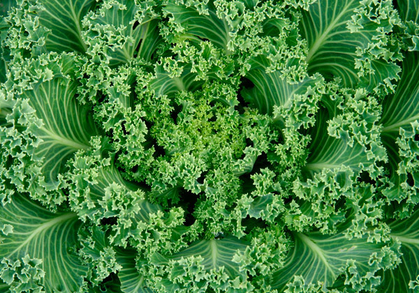 Why You Need Kale, Now! | Beautylish